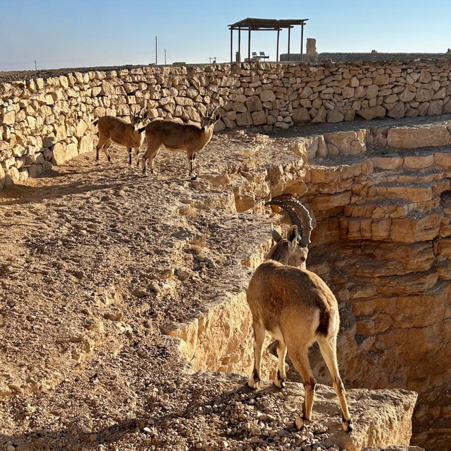 15 Best Hikes in Israel: A Guide to Walking Israel - Our French Travels